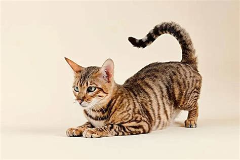 猫 猫侧面 猫趴着 猫尾巴 猫进攻