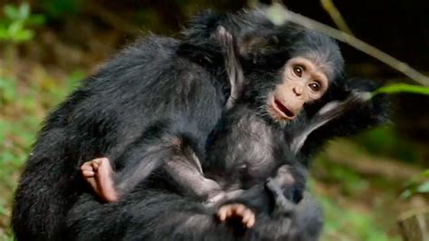 過去50年で野生動物の5割が絶滅！50年後 人類は生存していないかもしれない／映画『アニマル ぼくたちと動物のこと』予告編 Media