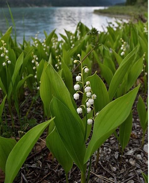 Gerard V Edom On Linkedin Today As We Celebrate International