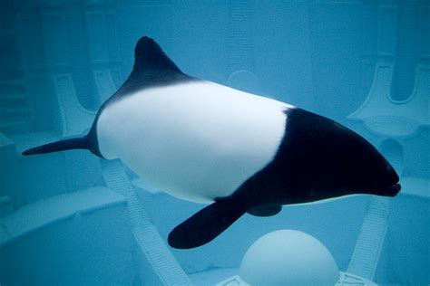 Commersons Dolphin A Commersons Dolphin So Often Seen S… Flickr