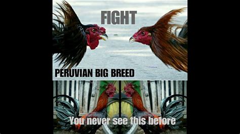 Game Farm The Best Cock Fighter Youtube