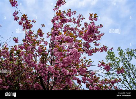 Pink Blossom Trees In Park Hi Res Stock Photography And Images Alamy