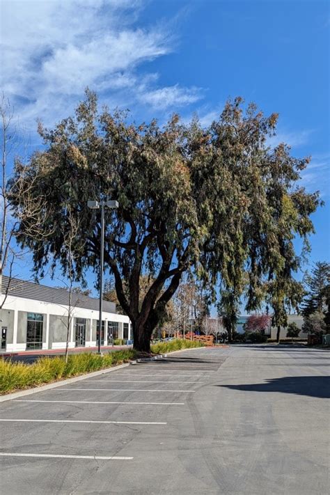 Eucalyptus Allergy Eyes At Samuel Donohoe Blog