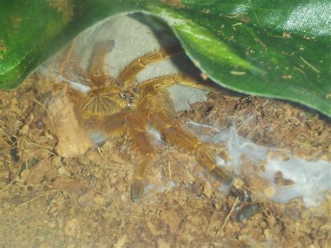 P Murinus Arachnoboards