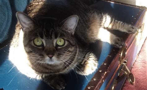 Beth In Sunshine Catscue