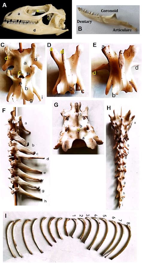 The Macro Structure Of Bengal Monitor Lizard Varanus Bengalensis