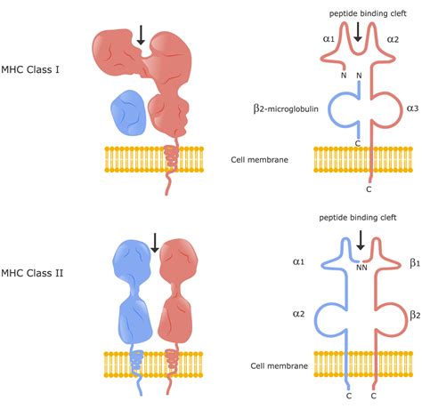 Cell Mediated Response Tutorial Sophia Learning