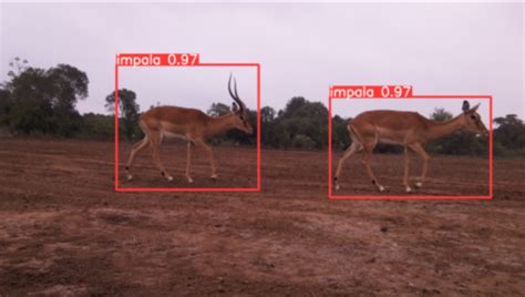 Dsail Developing A Low Cost Raspberry Pi Based Camera Trap For