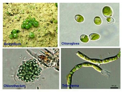 Green Algae Structure
