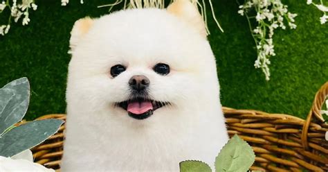 애견미용 버블펫웨스턴돔점 숨고 숨은고수