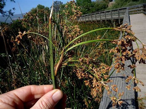 Juncus Textilis Alchetron The Free Social Encyclopedia