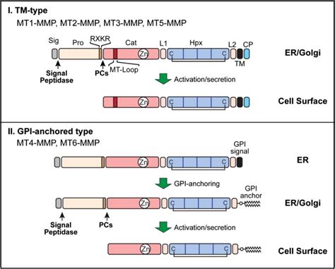 Domain Structure And Processing Of Mt Mmps Download Scientific Diagram