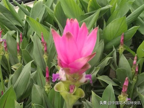 5萬盆滇產盆栽姜荷花投放市場市場 每日頭條