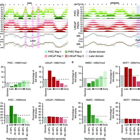 Relationship Between Chromatin And Replication Timing In Normal And Download Scientific Diagram