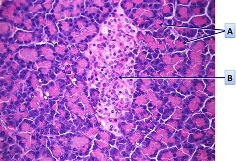 Celulas Betas Do Pancreas