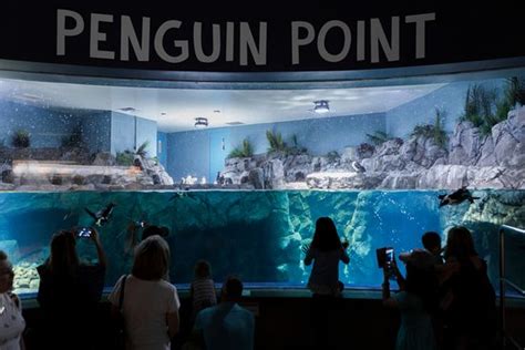 Odysea Aquarium Scottsdale All You Need To Know Before You Go With
