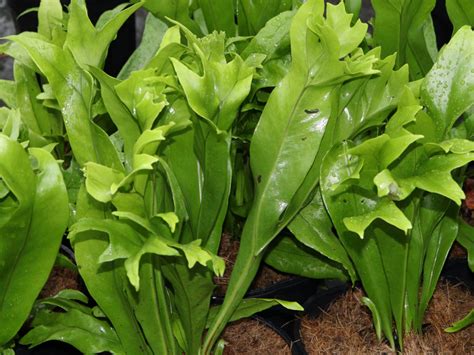 165 Green Flame Fern Shopping