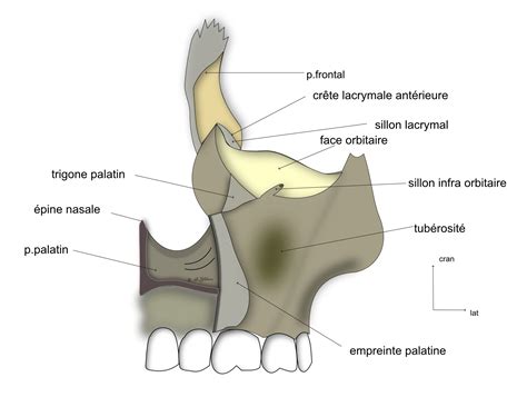 Anatomie Osteologie Face