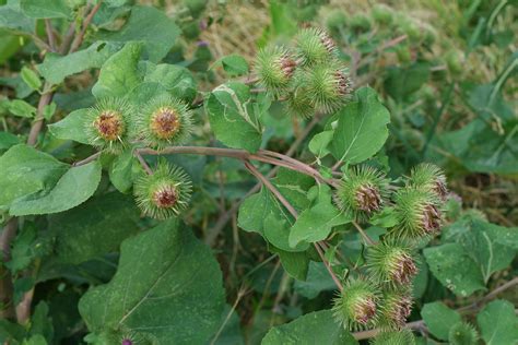 Arctium Lappa