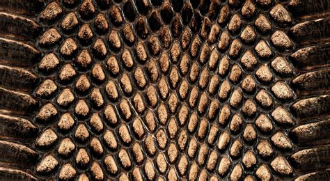 Snake Texture Wallpapers Top Free Snake Texture Backgrounds WallpaperAccess
