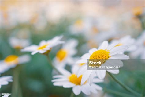 녹색 풀밭에 아름 다운 흰색 Camomiles 데이지 꽃 필드 0명에 대한 스톡 사진 및 기타 이미지 0명 건강관리와 의술
