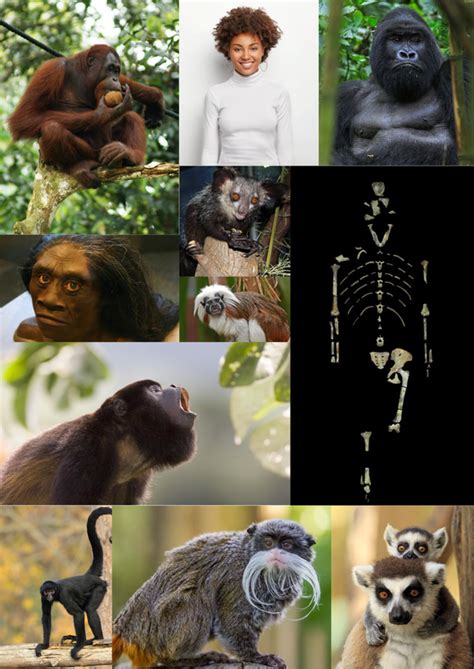 Species Concepts Anthropological Science Concepts