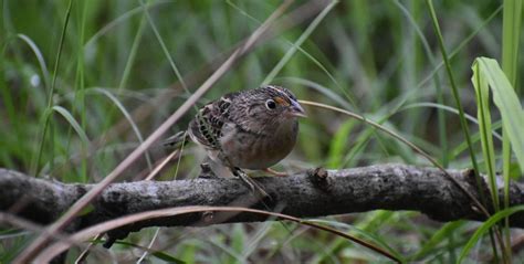 Florida Grasshopper Sparrow Brevard Zoo Conservation Programs