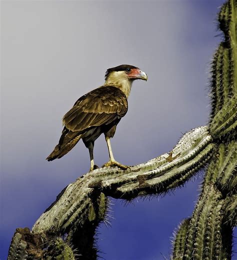 About Blackland Prairie Raptor Center In Lucas Tx