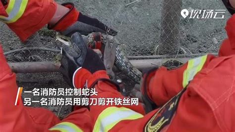 菜花蛇到养鸡场偷吃 “变胖”后被铁丝网卡住时事事故灾难好看视频