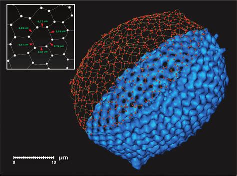 digital skeleton medial axis transform of a radiolarian test shown