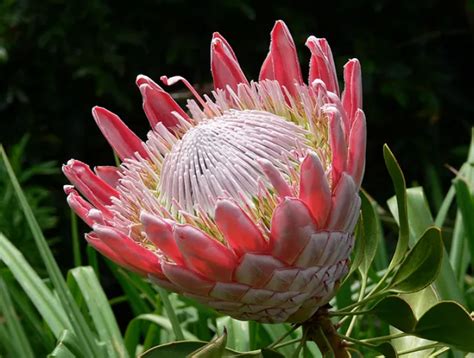 花中帝王帝王花如何养殖 百科TA说