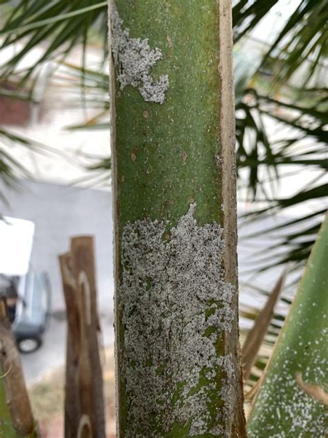 Time To Control Winter Scales Gardening In The Panhandle