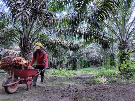 GlobalPlanetNews Kenali Ciri Ciri Pohon Kelapa Sawit Yang Sehat