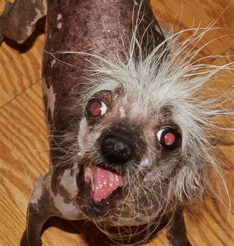 Son estos los perros más feos del mundo