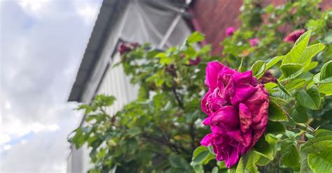 Polis Hittade Explosiva Varor I Skellefteå Sex Gripna Svt Nyheter