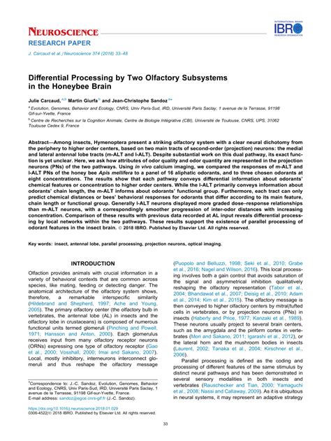 Pdf Differential Processing By Two Olfactory Subsystems In The Honeybee Brain