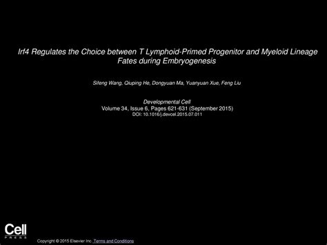 Irf Regulates The Choice Between T Lymphoid Primed Progenitor And