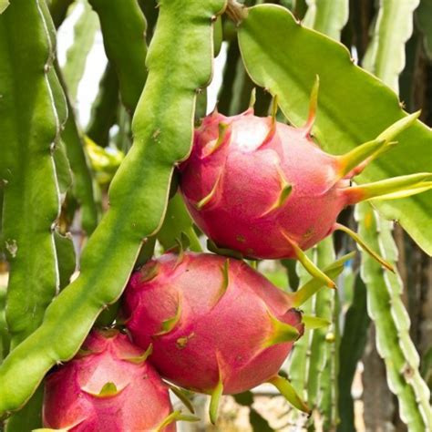 Pitaya Fruit Du Dragon Arborescence