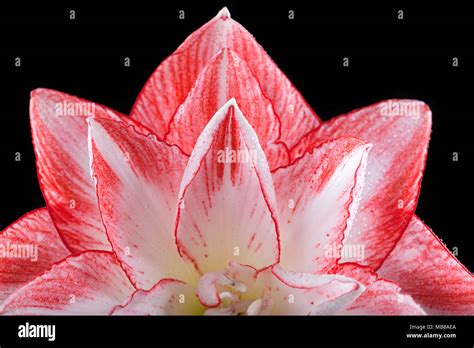 Flaming Peacock Hippeastrum Amaryllis Hippeastrum X Hortorum Stock