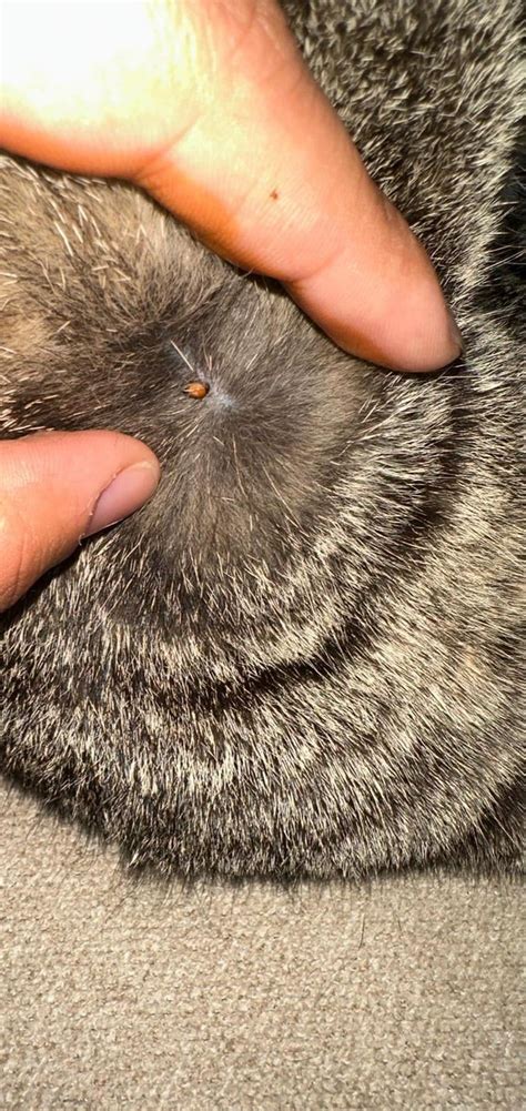 Small Lump On Cats Neck Rvet
