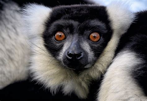 인간성격이론의 방어기제개념과 종류 기술 실제 사례의 적용을 구체적으로 예를 들어 설명저항부정동일시퇴행보상반동형성승화치환전위전치억압억제합리화투사