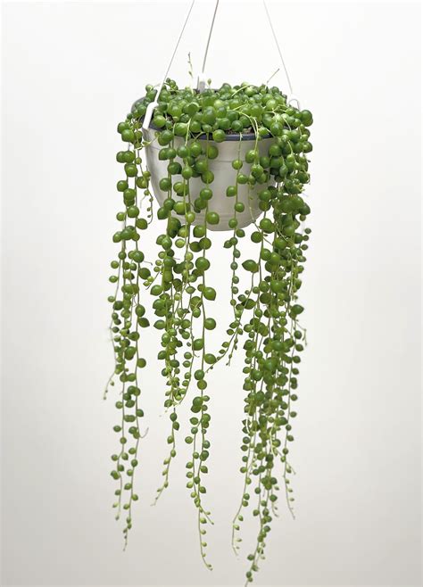 Senecio Rowleyanus String Of Pearls Pea Plant Pot Size 15cm