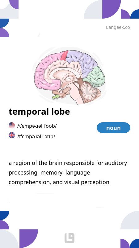Definition And Meaning Of Temporal Lobe Picture Dictionary