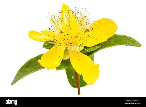 Perforated St Johns Wort Common St Johns Wort Or St Johns Wort