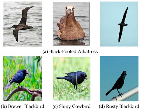 Fine Grained Image Classification Using Bilinear Accurate Fine Grained