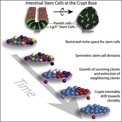 Intestinal Crypt Homeostasis Results From Neutral Competition Between