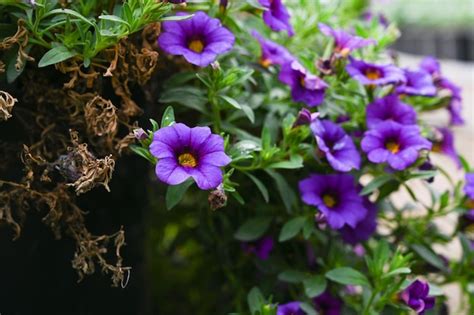 Premium Photo Close Up Of Purple Petunias Blooming Beautiful