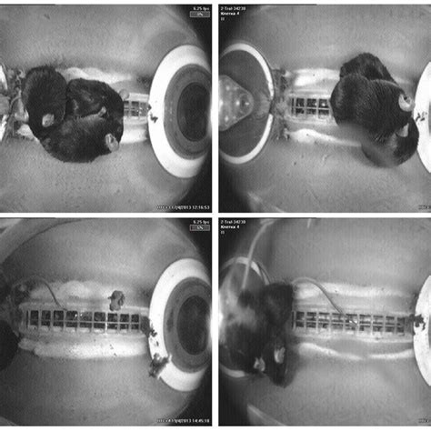 Mice Body Weight During Training A And Bodyweight Before And After
