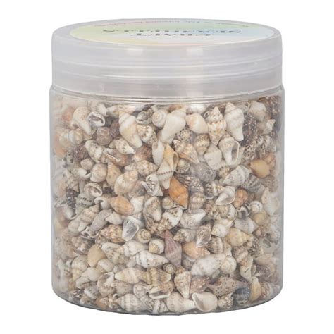 Spiral Shells 1 Can Exquisite Pattern Natural Tiny Sea Shells For Diy