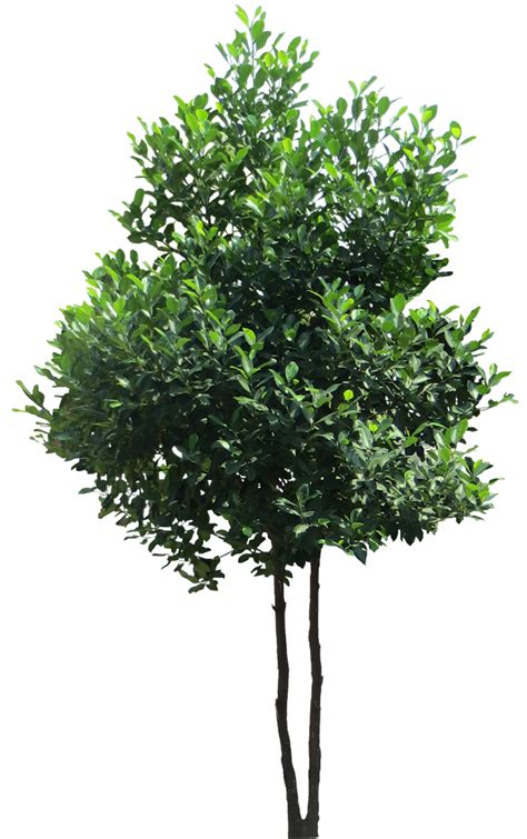 Tropical Plant Pictures Tree Photoshop Photoshop Images Photoshop